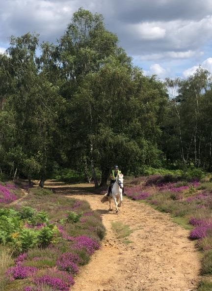Horse Riding at Thursley Common – Friends of Thursley Common NNR