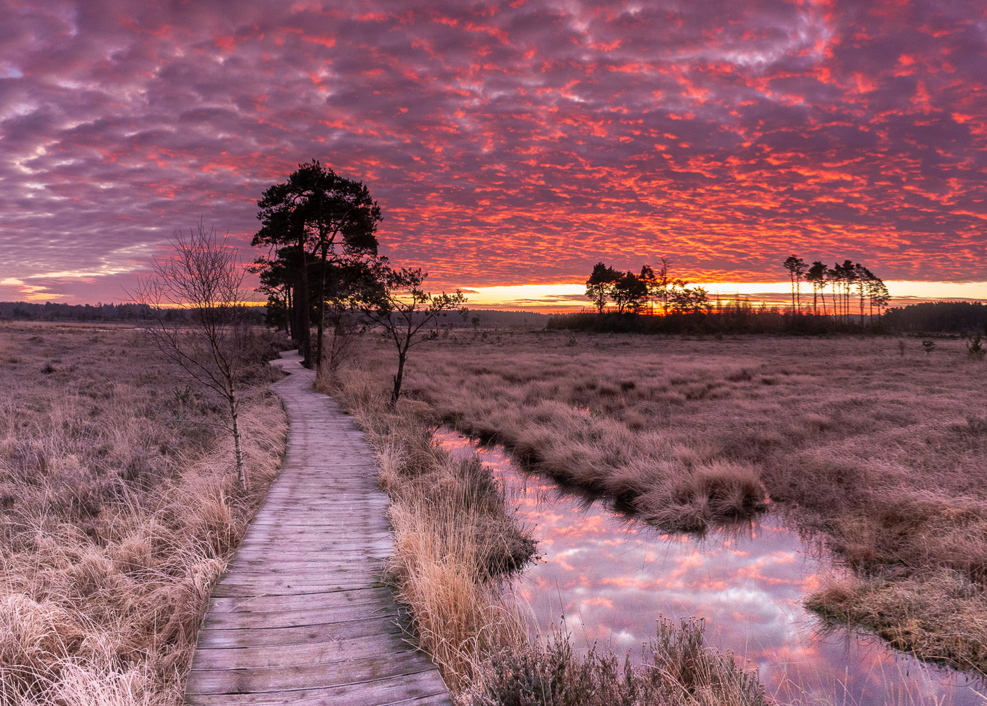 Walking at Thursley Common – Friends of Thursley Common NNR